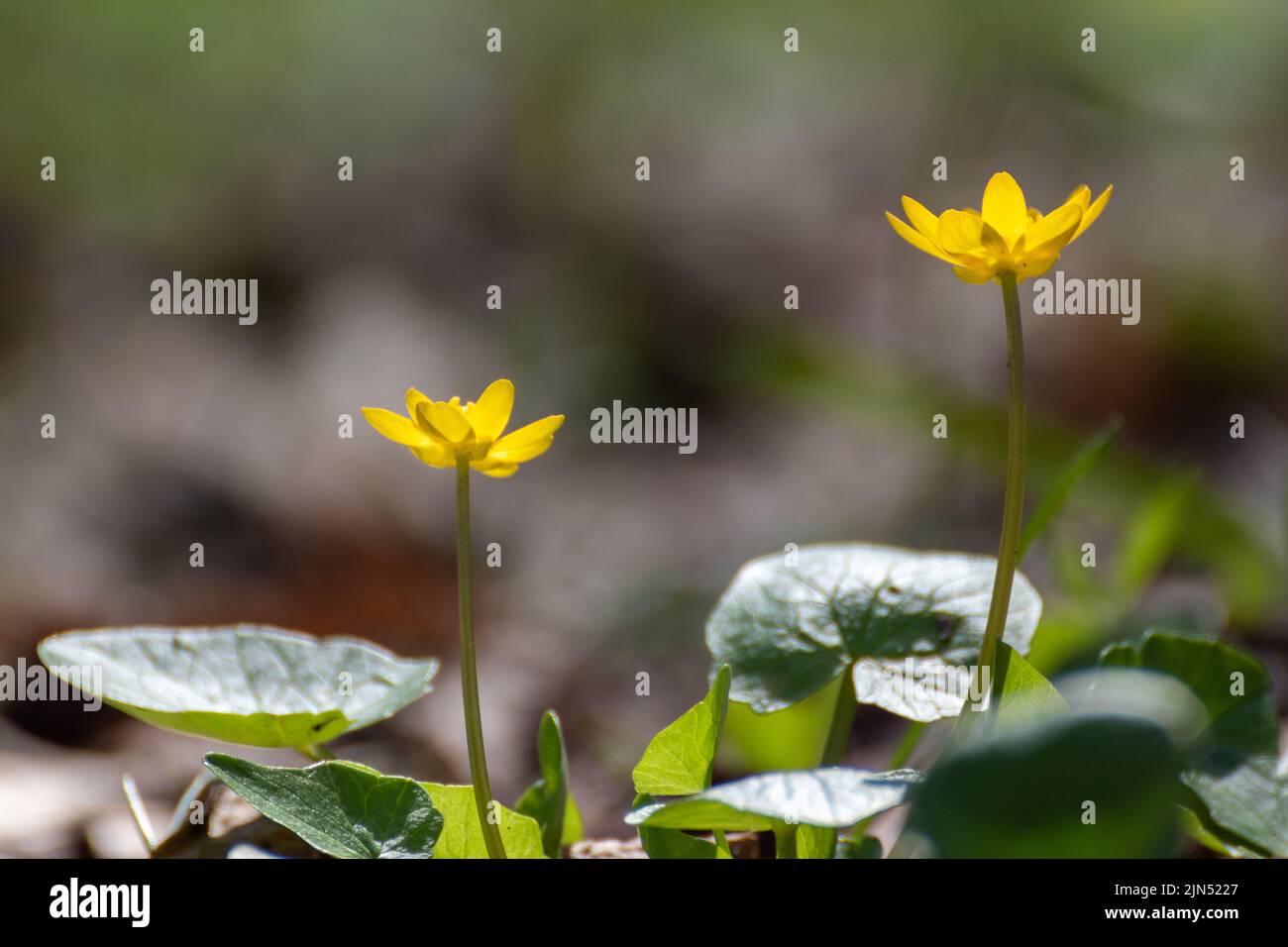 Yellow Lesser celandine flowers close-up in spring forest. Selective ...