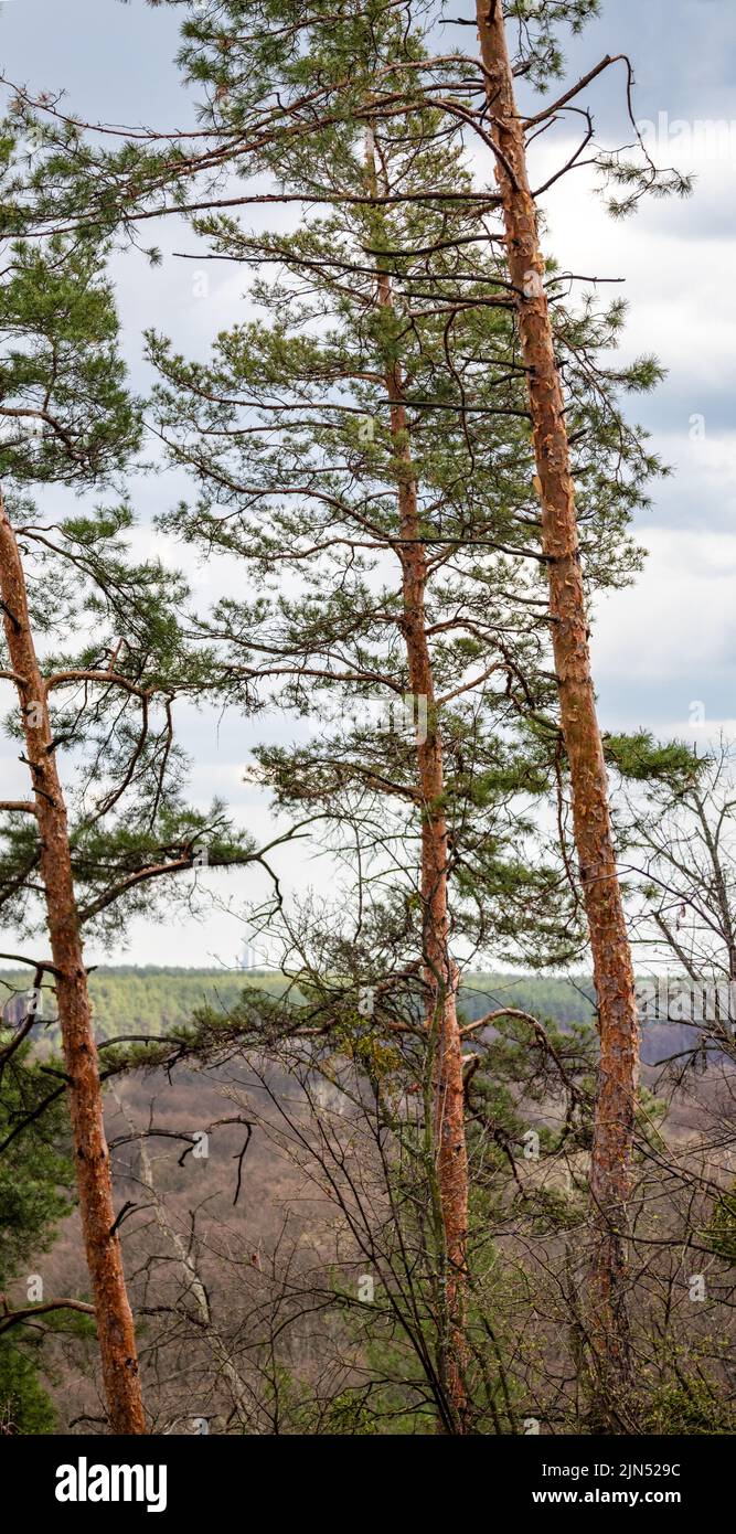 Green tall pine trees on sunny day with cloudy sky background. Spring ...
