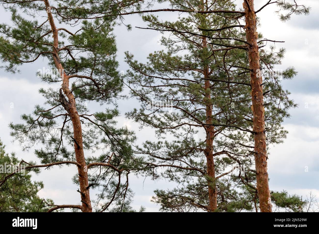 Green tall pine trees on gray cloudy sky background. Natural spring ...