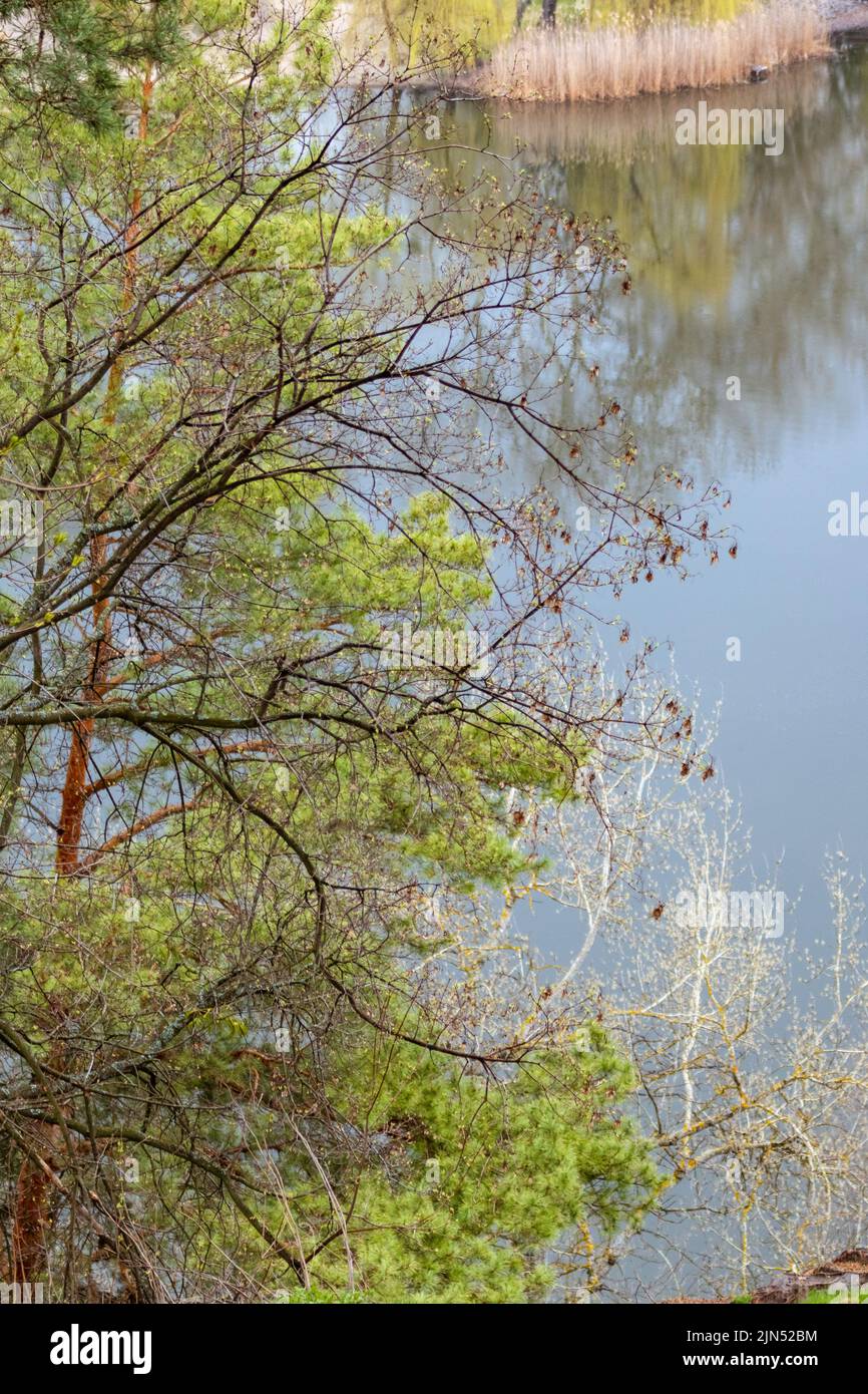Green pine tree branches with water mirror background. Spring forest on ...