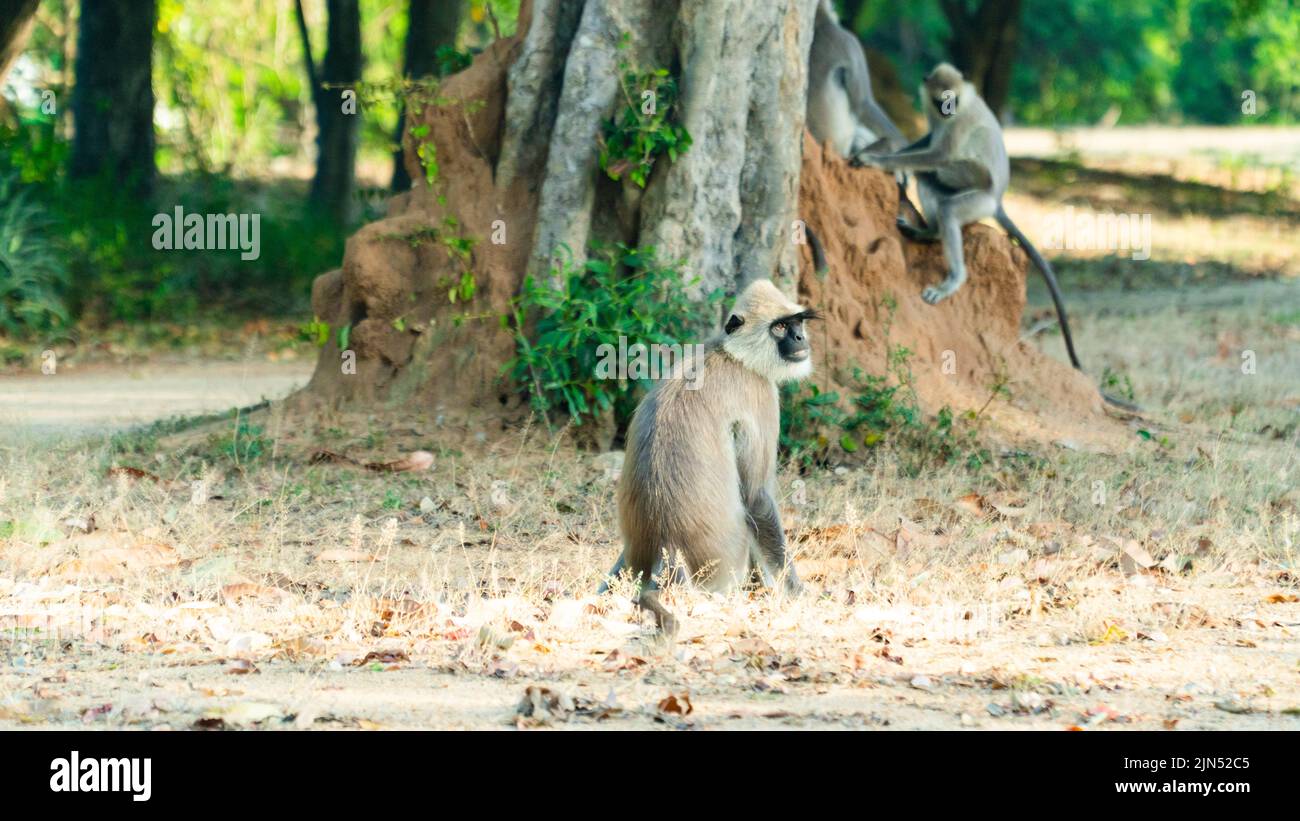 Tufted gray langur in Sri Lanka. Specie Semnopithecus priam Stock Photo ...