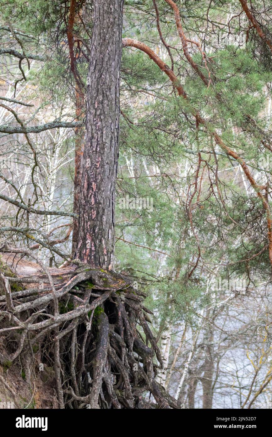 Pine tree growing on hill edge with gorgeous roots and green branches ...