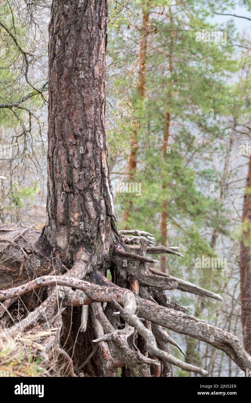 Pine tree trunk with big roots growing on hill edge in evergreen forest ...