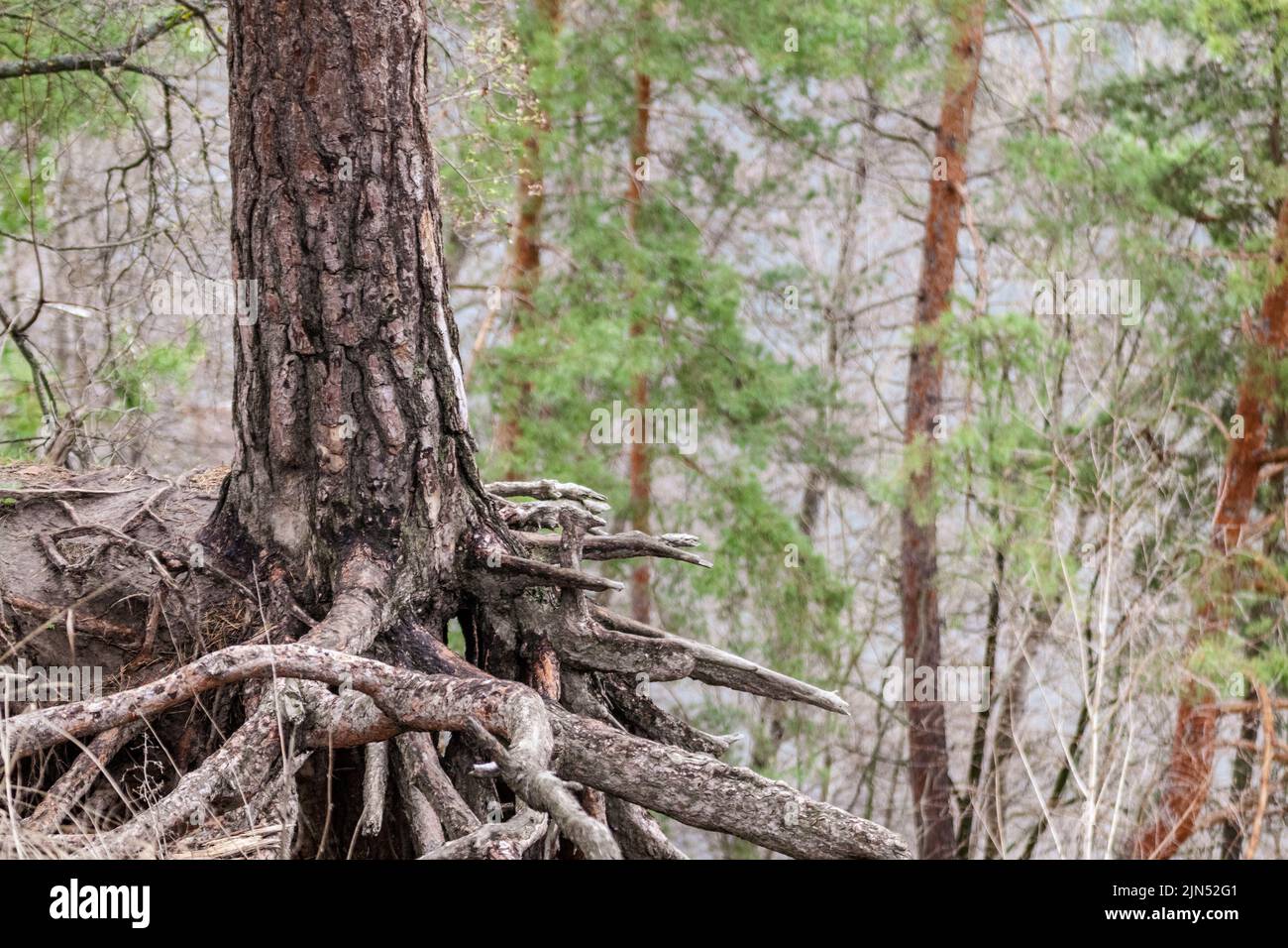 Pine tree trunk with big roots growing on hill edge in evergreen forest ...