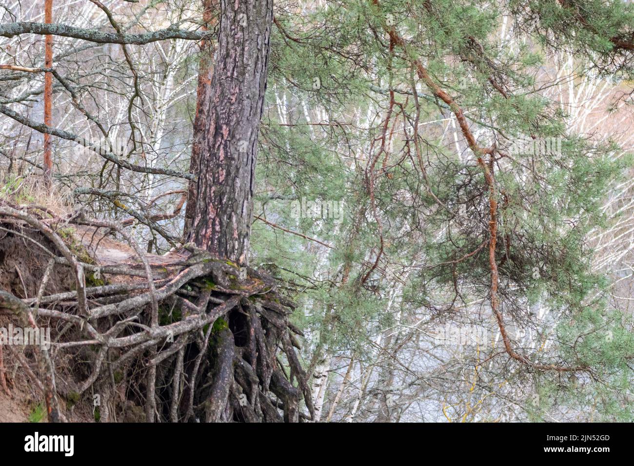 Pine tree growing on hill edge with gorgeous roots and green branches ...