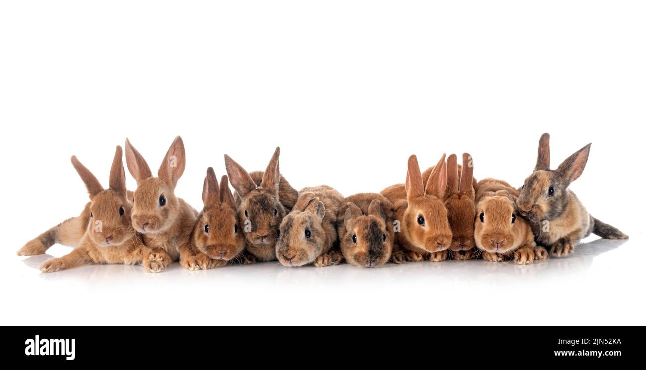 group of rex rabbits in front of white background Stock Photo - Alamy