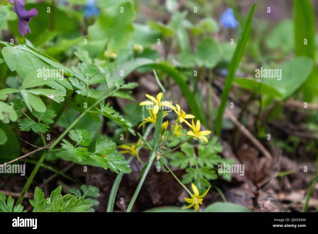 Yellow small wild spring flowers bloom. Nature greenery close-up in ...