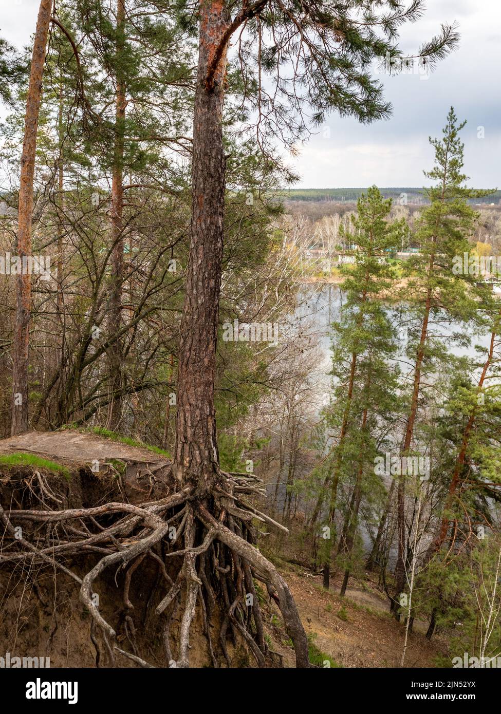 Pine tree with gorgeous roots and green branches grow on edge of river ...