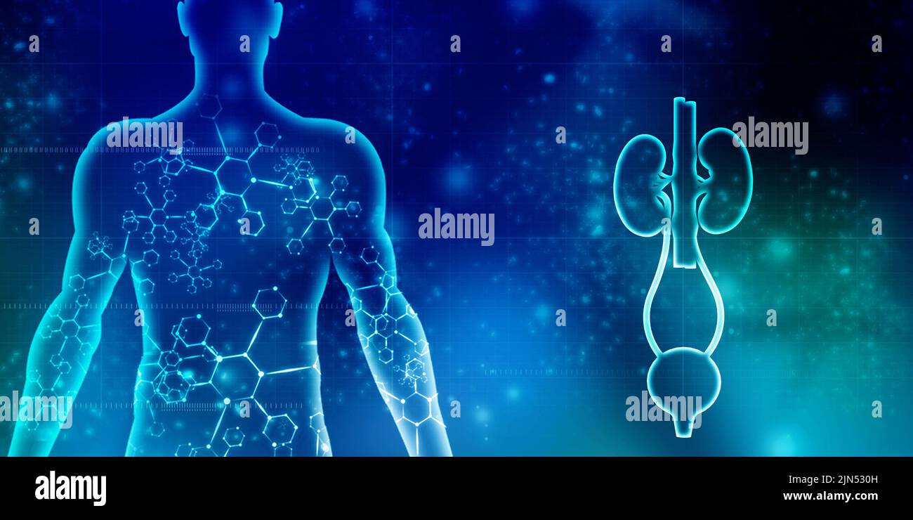 2d rendering human healthy kidneys Stock Photo - Alamy