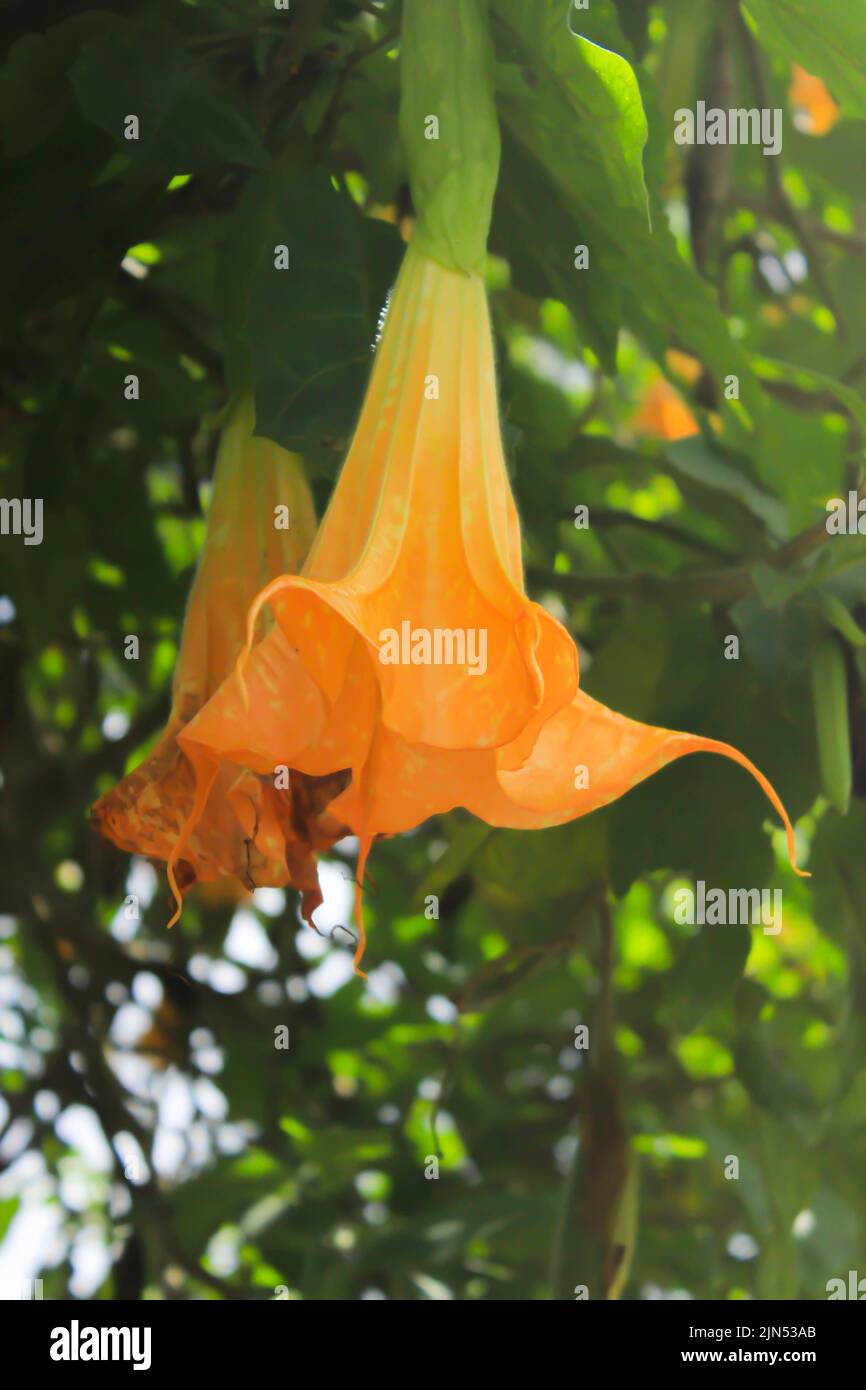 Ornamental trumpet flower hi-res stock photography and images - Alamy