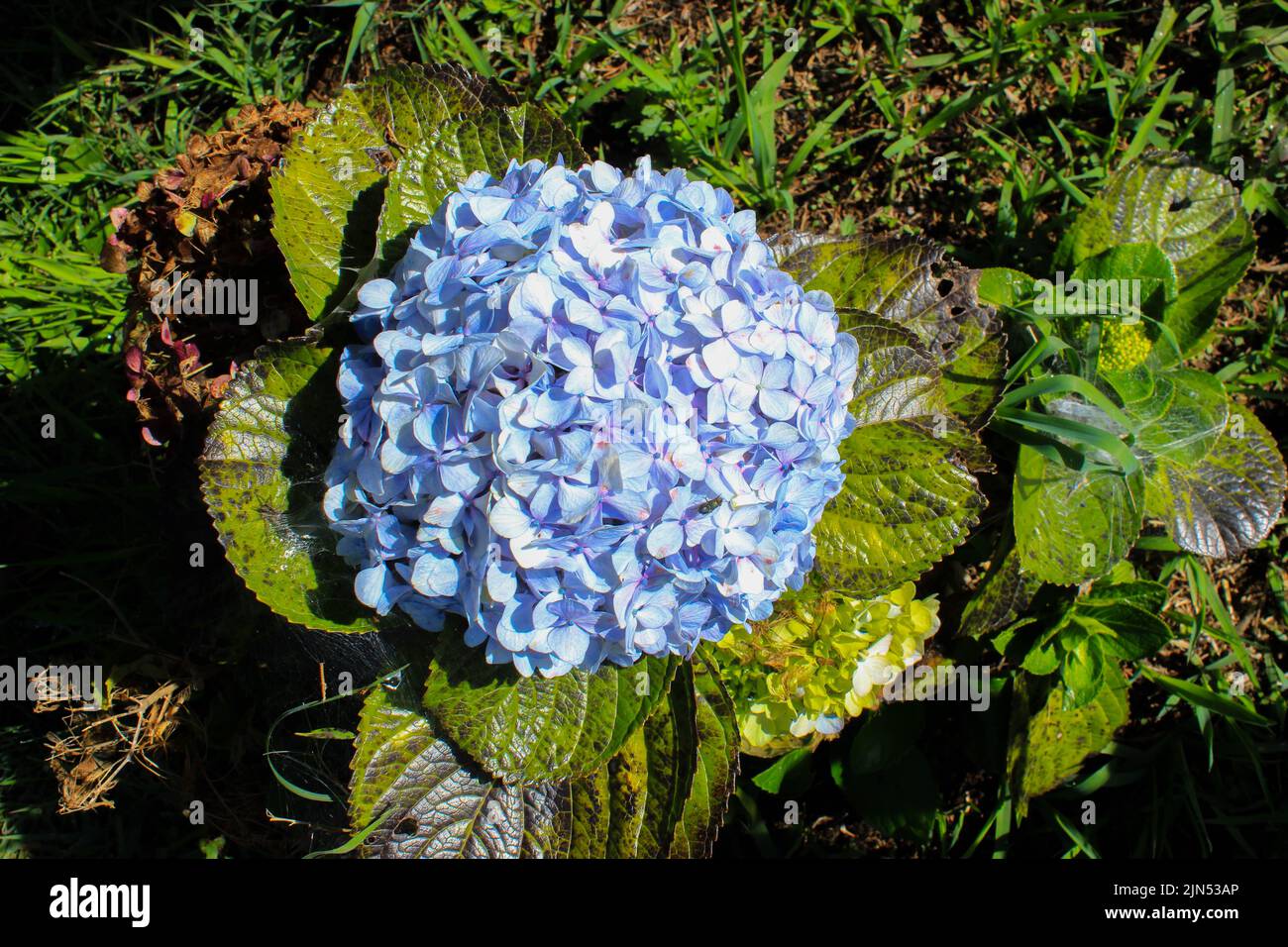 blue, Hydrangea flower (Hydrangea macrophylla) blooming in spring and summer in a garden ...