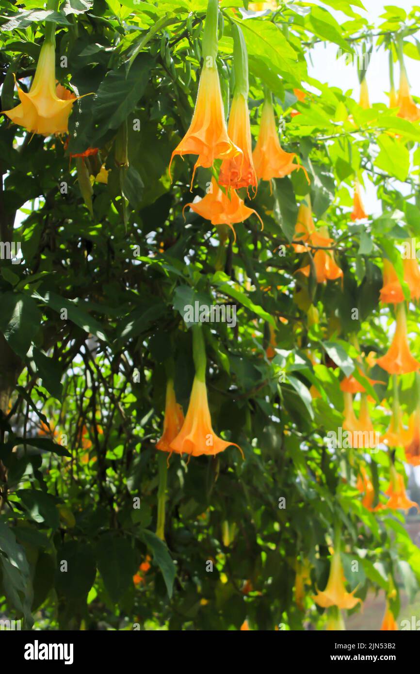yellow Brugmansia or bunga terompet, angel's trumpet or Datura flower ...
