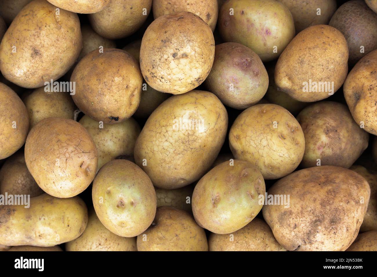Fresh organic potato stand out among many large background potatoes in ...