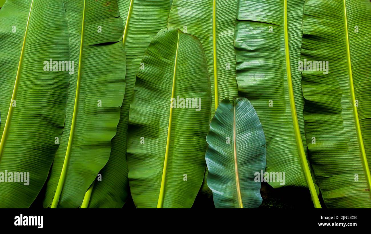 Banana Tree Leaves Texture