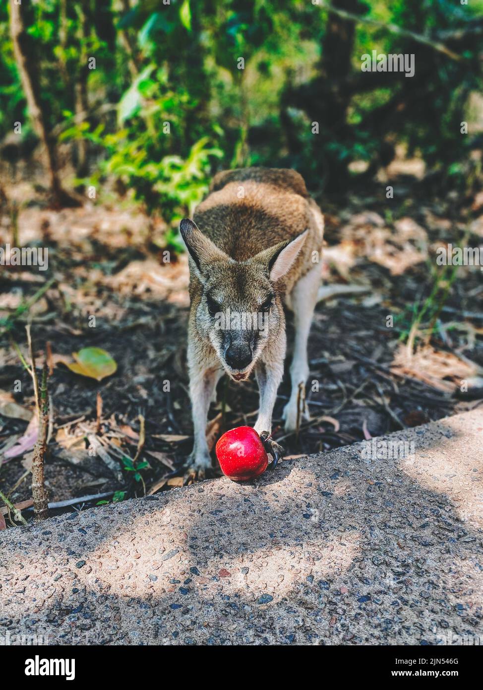 Kangaroo apple fruit hi-res stock photography and images - Alamy