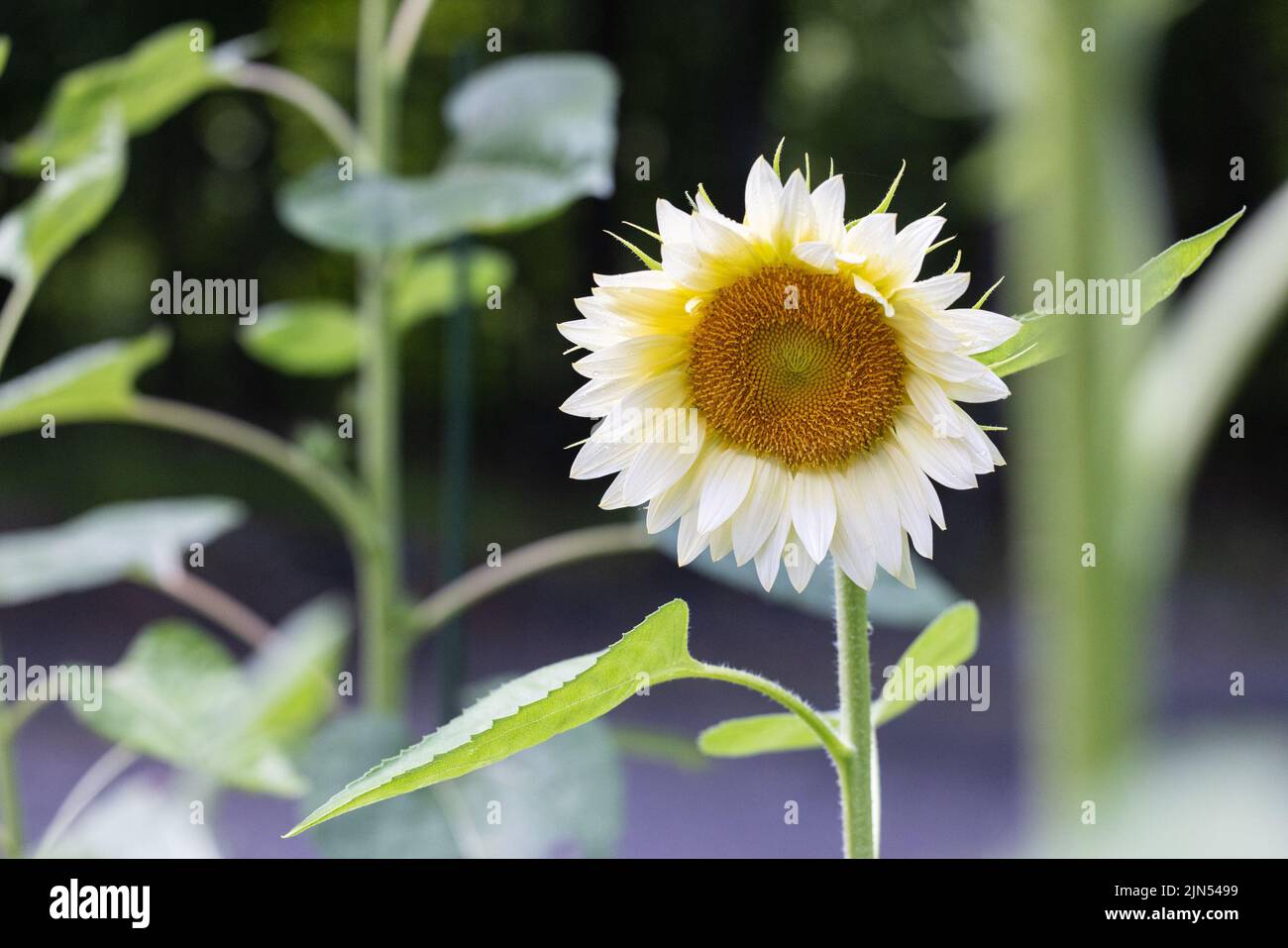 White lite sunflower hi-res stock photography and images - Alamy