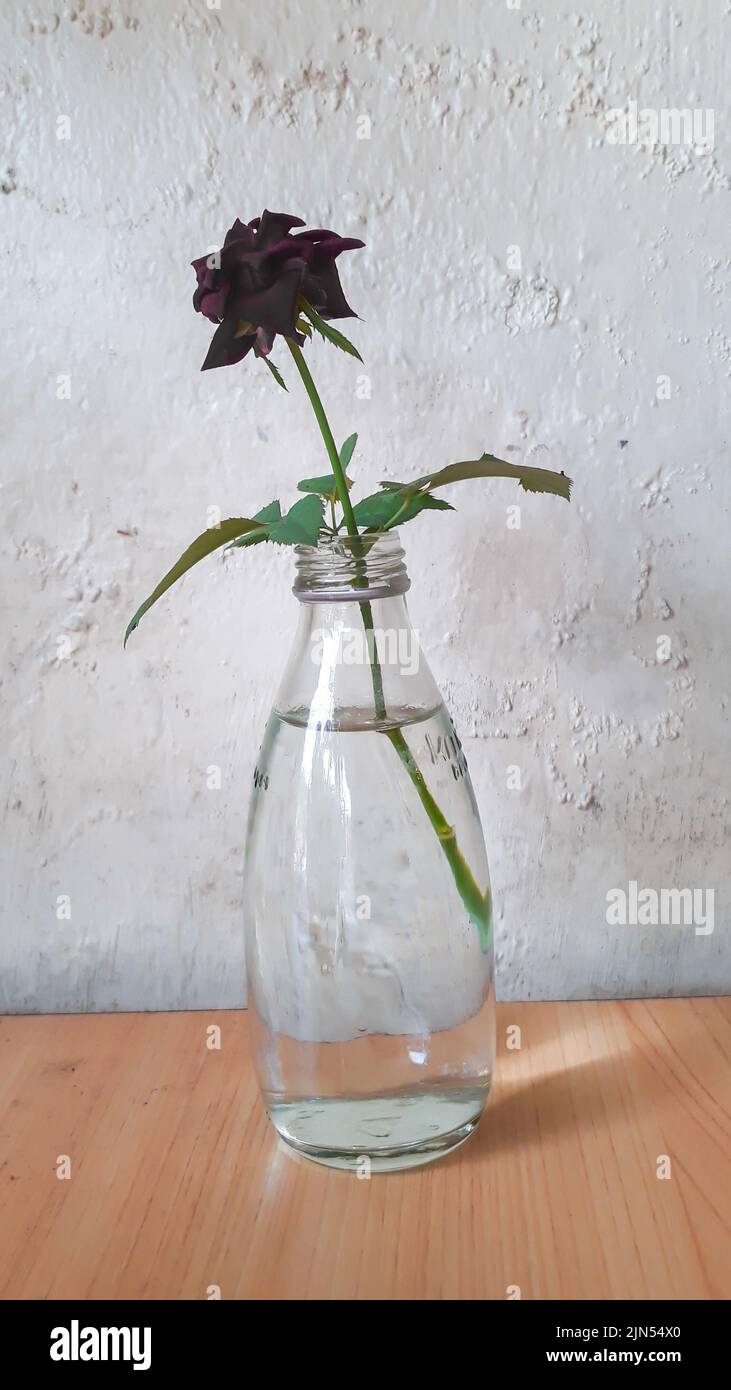 black rose flower in a glass vessel on white background Stock Photo - Alamy