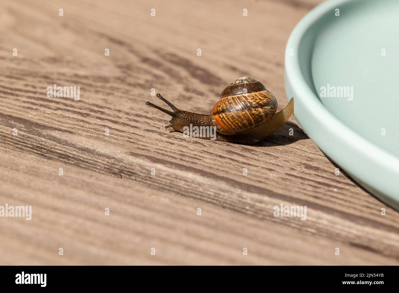 Beautiful garden snails crawling on wooden background. High quality ...