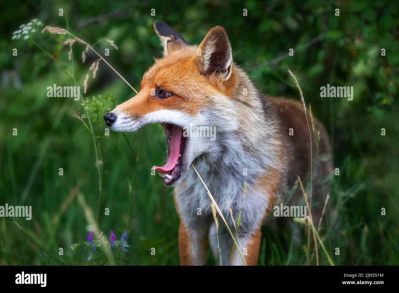 A splendid specimen of red fox photographed in the foreground while ...