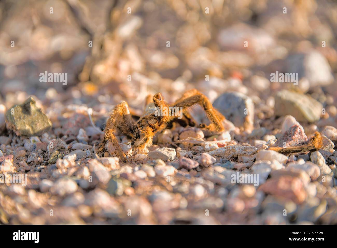 Dead tarantula spider with lost legs in Tucson, Arizona. Close-up shot ...