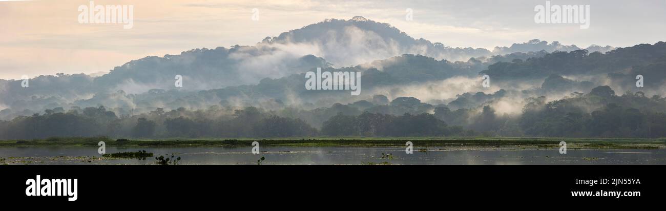 Panoramic view of damp and misty rainforest at sunrise on the east side ...