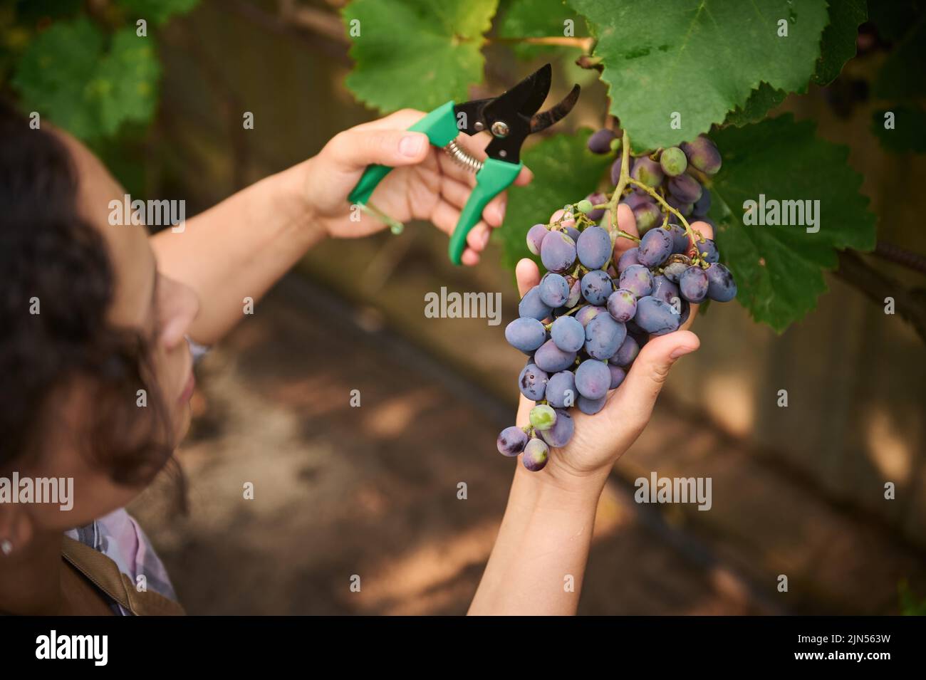 View from above, with focus on a bunch of ripe grapes hanging on a vine ...