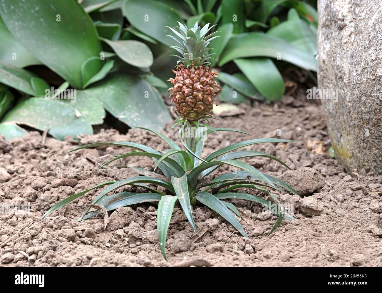 Tiny pineapple growing in a plantation, selective focus Stock Photo - Alamy