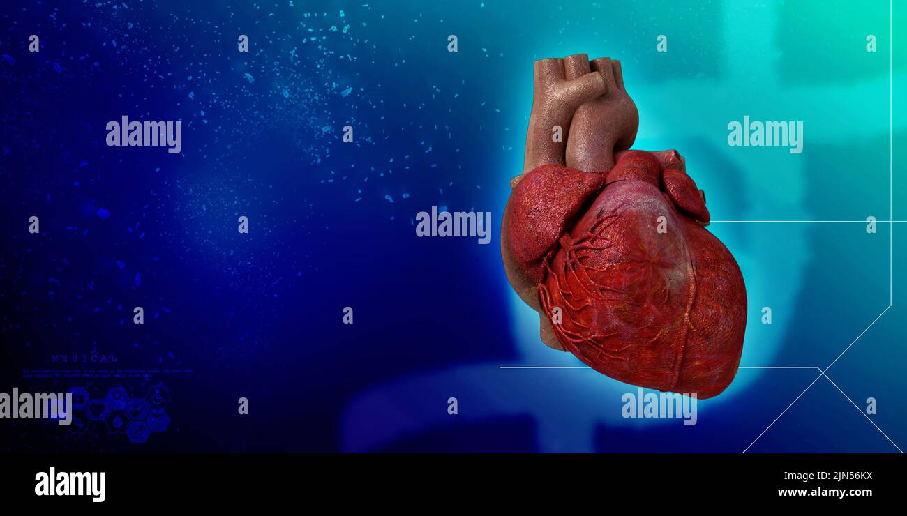 3d illustration Anatomy of Human Heart Stock Photo - Alamy