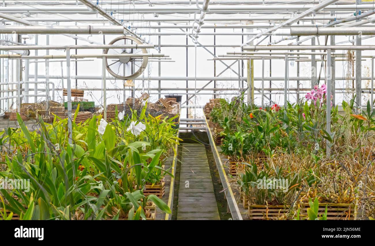 Bromeliad flower and Orchid nursery farm ornamental and flower green ...