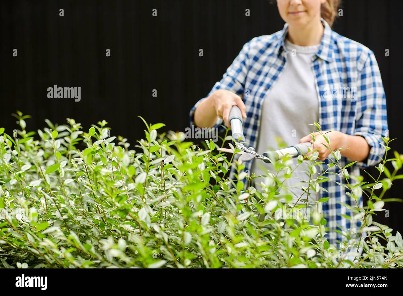 woman with pruner cutting branches at garden Stock Photo - Alamy