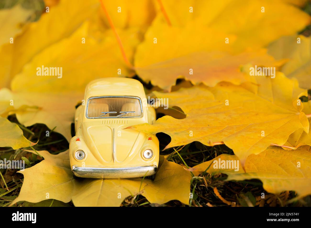 Yellow retro toy car on autumn maple leaf background. Autumn travel and ...