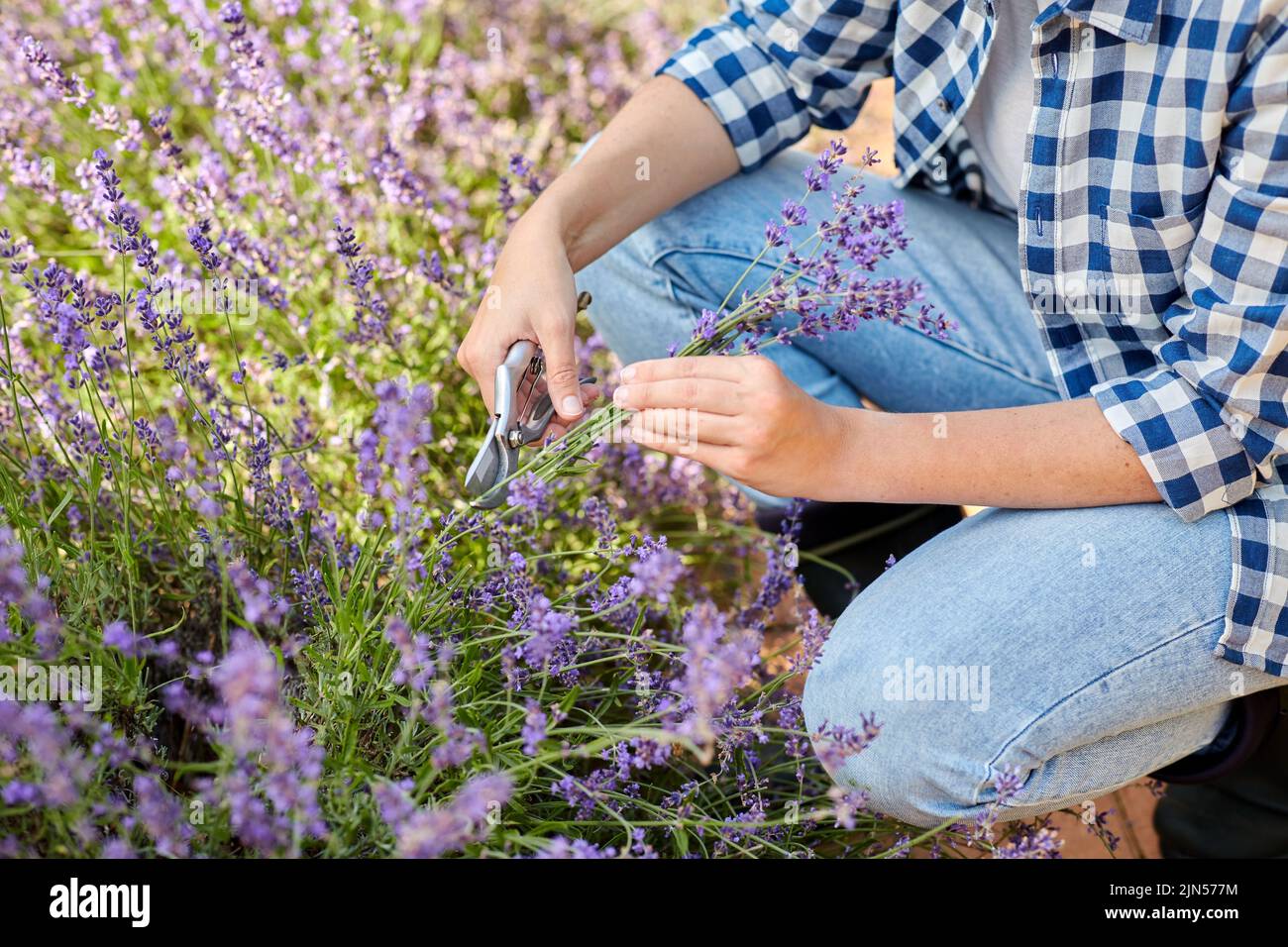 woman with picking lavender flowers in garden Stock Photo - Alamy