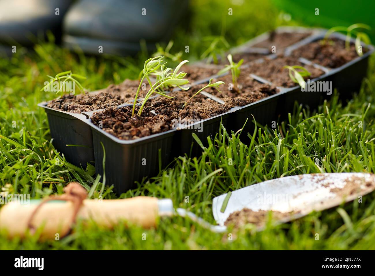 Seedling starter tray hi-res stock photography and images - Alamy