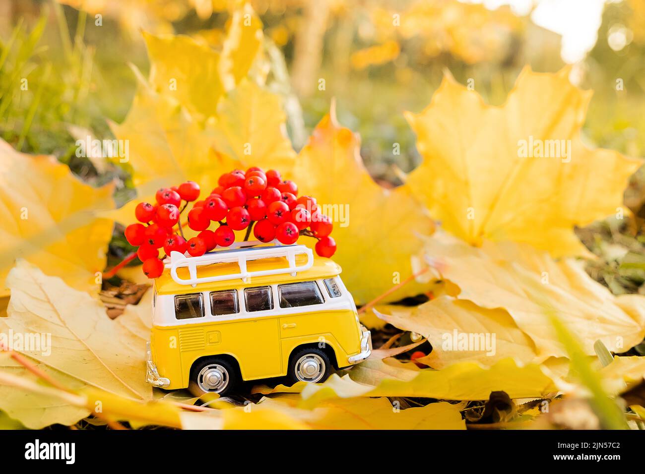 Autumn retro yellow van bus with with rowan berries on autumn maple ...