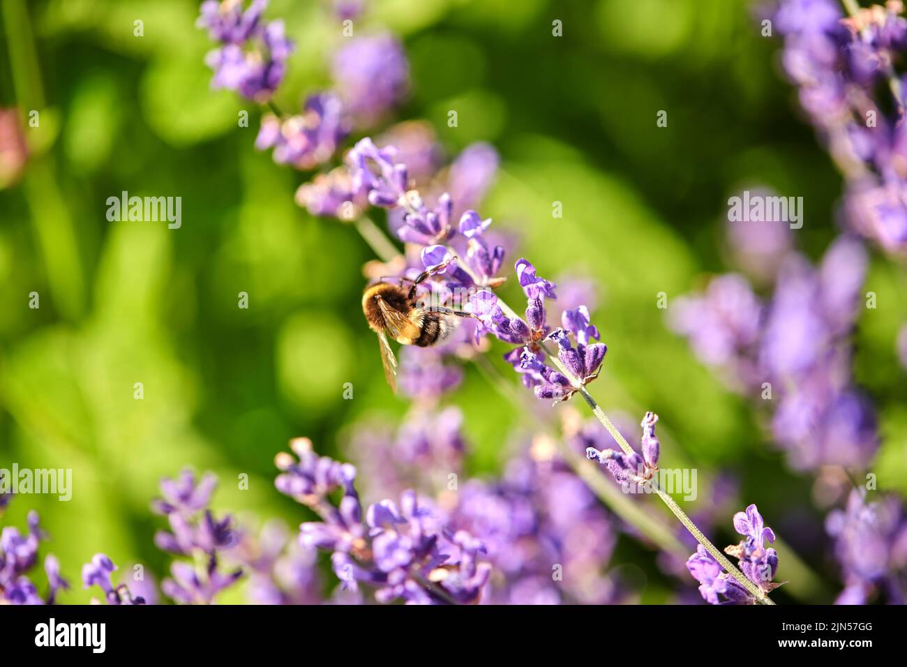 bee pollinating lavender flowers in summer garden Stock Photo - Alamy