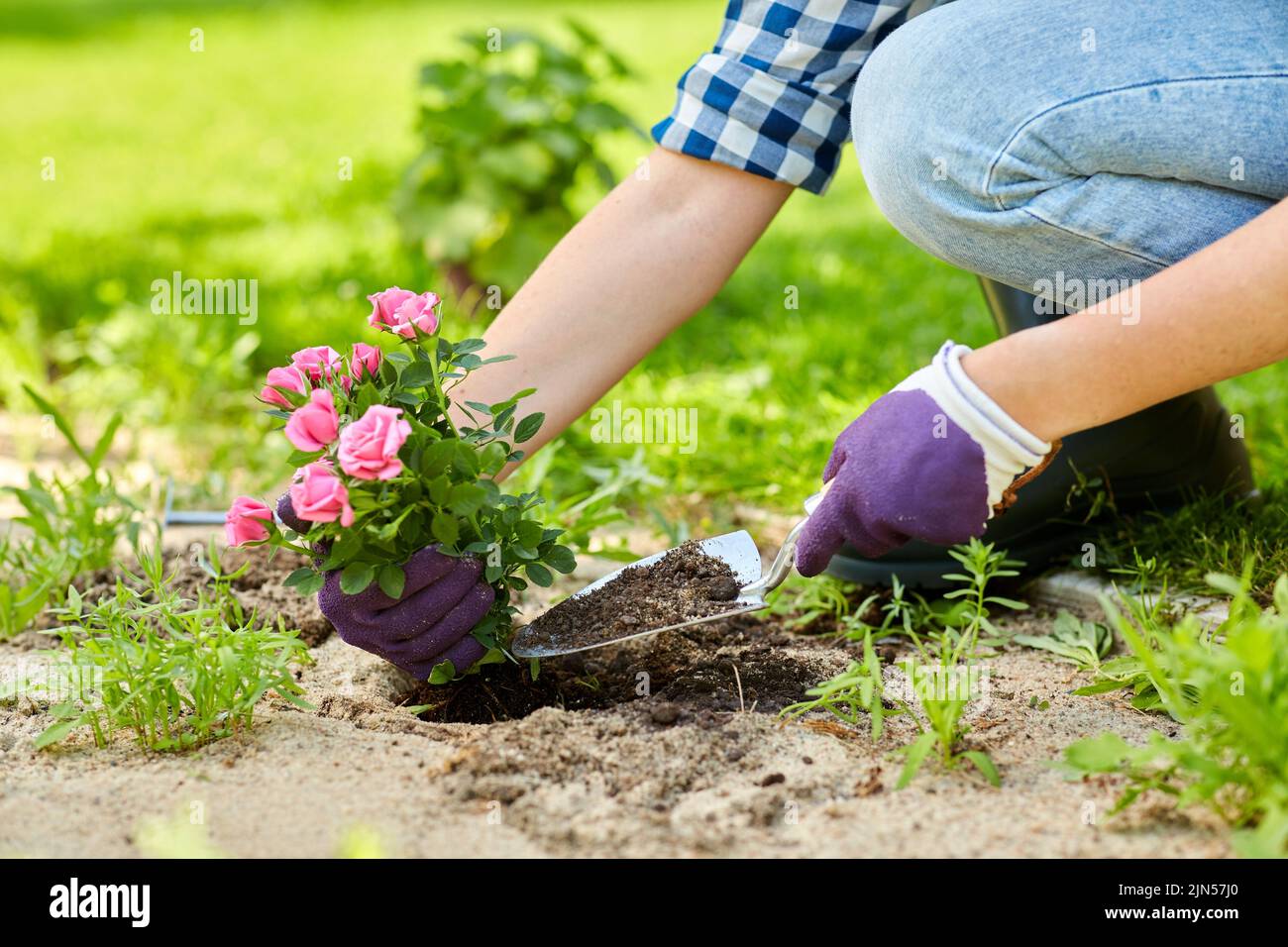 woman planting rose flowers at summer garden Stock Photo - Alamy