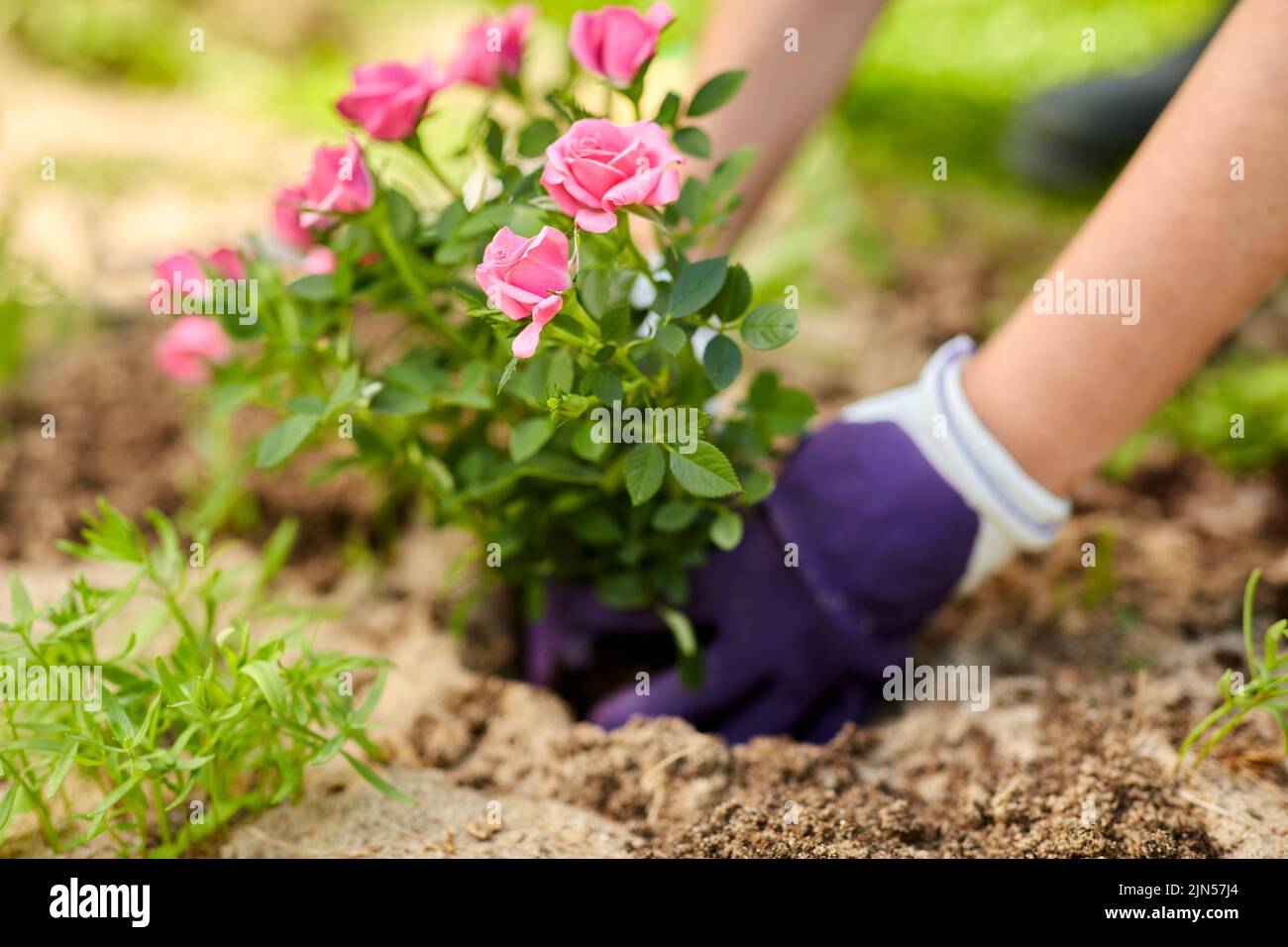 woman planting rose flowers at summer garden Stock Photo - Alamy