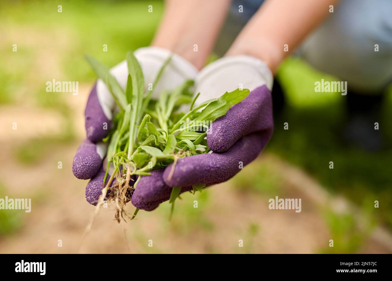woman weeding flowerbed at summer garden Stock Photo - Alamy