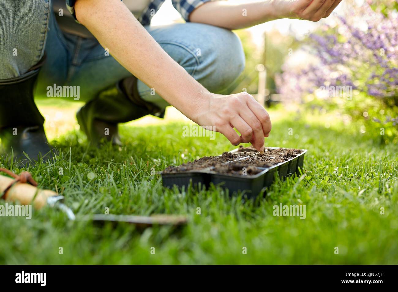 woman planting flower seeds to pots tray with soil Stock Photo - Alamy
