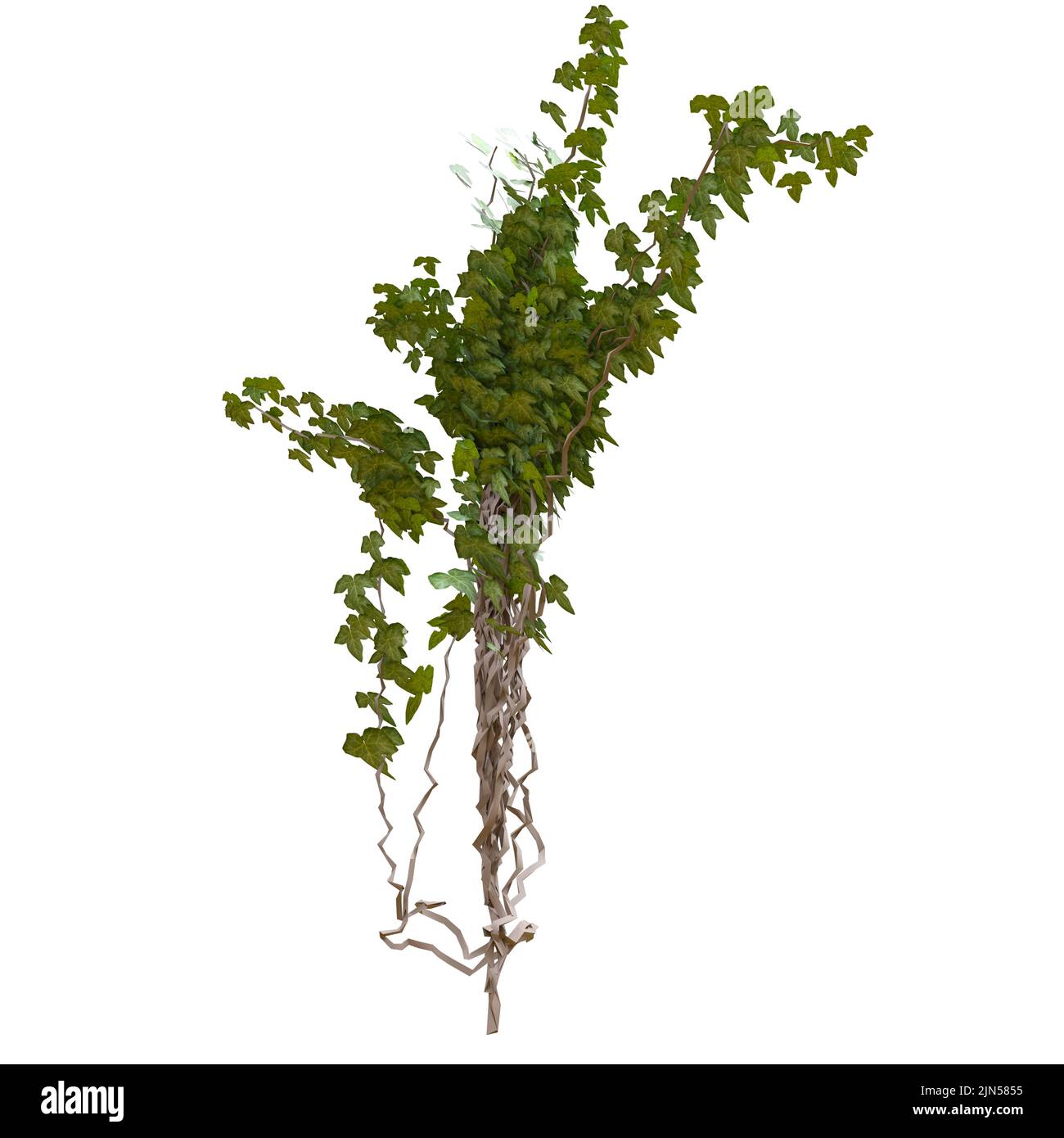 3D illustration climbing plants ivy isolated on white background Stock ...
