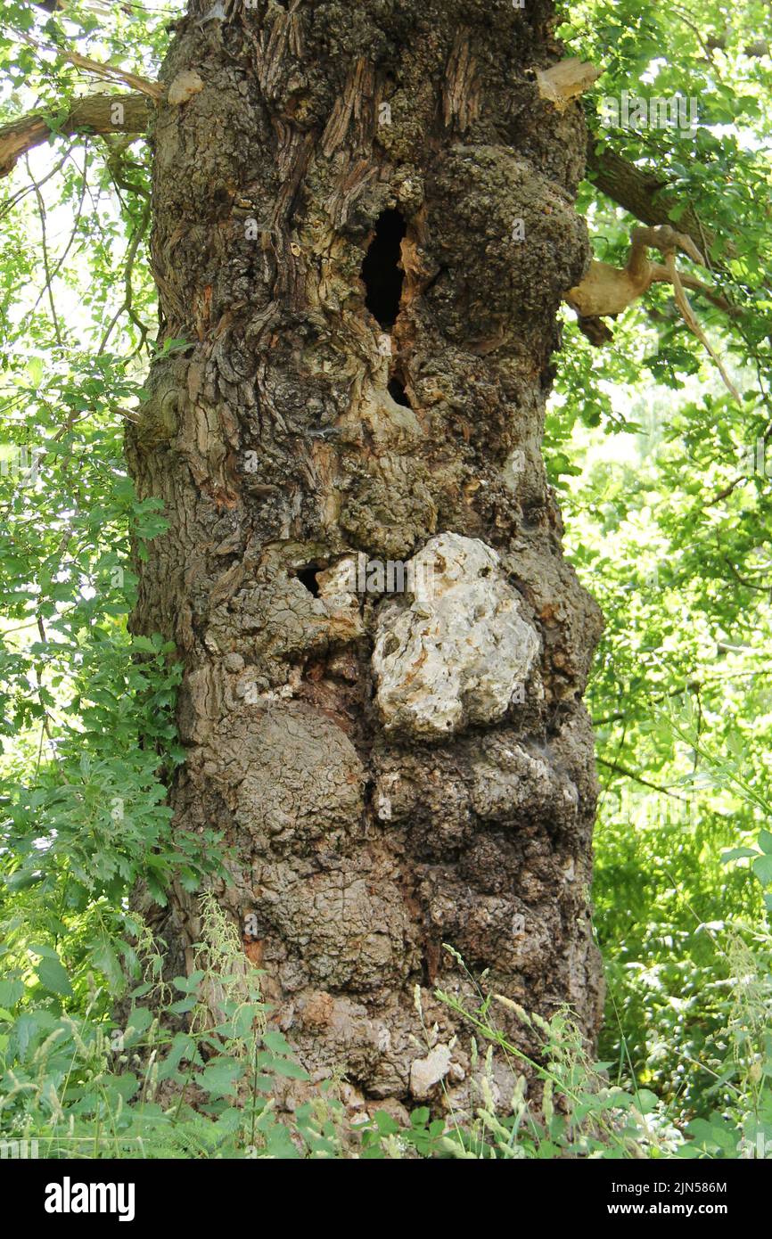 Gnarly trunk hi-res stock photography and images - Alamy