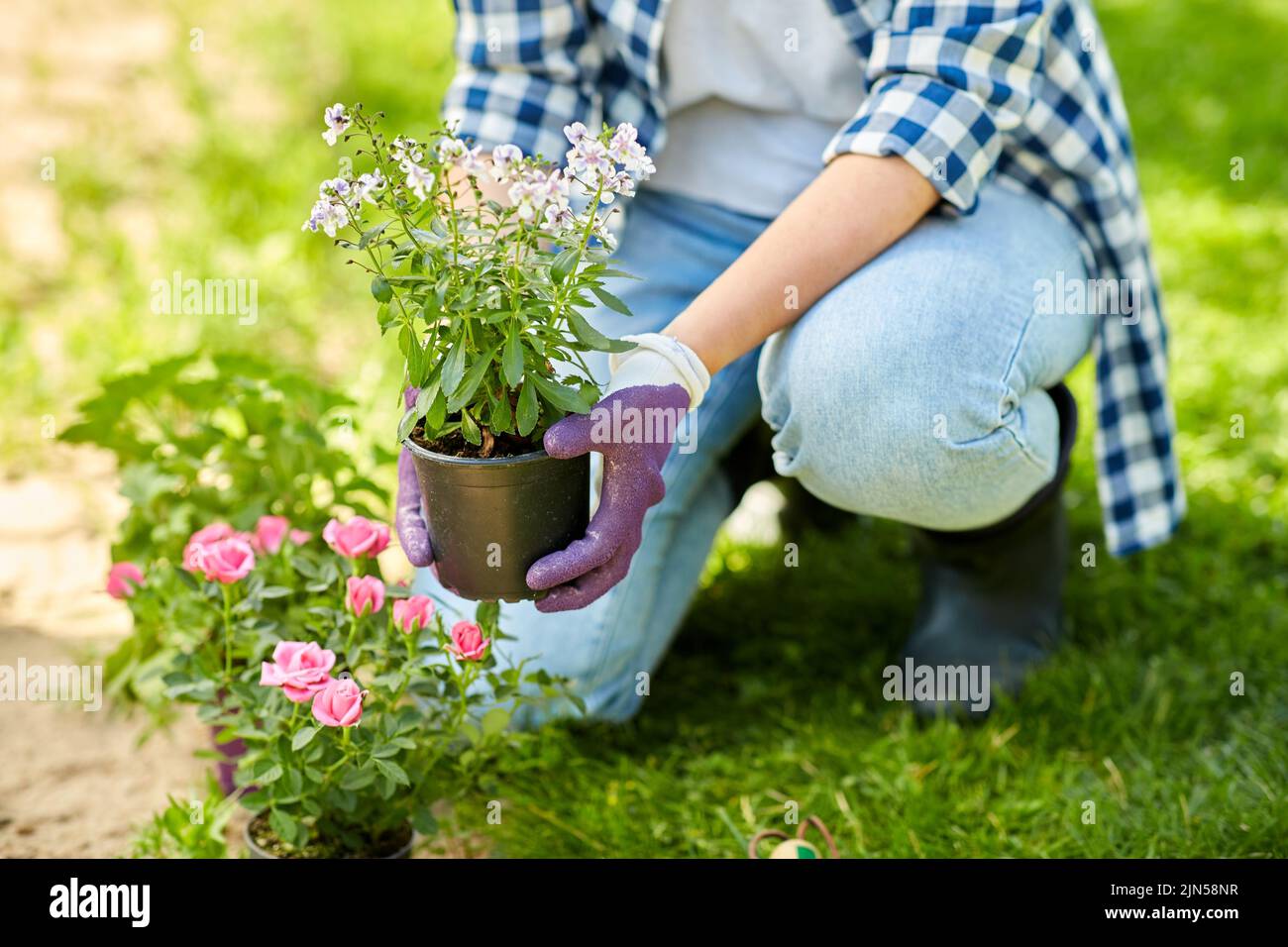 Woman planting beautiful rose hi-res stock photography and images - Alamy
