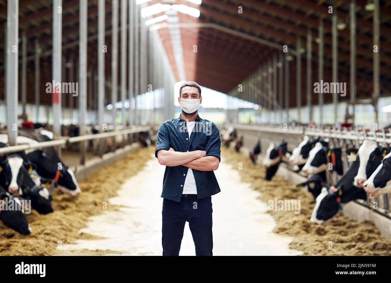 male farmer in mask with cows on dairy farm Stock Photo - Alamy