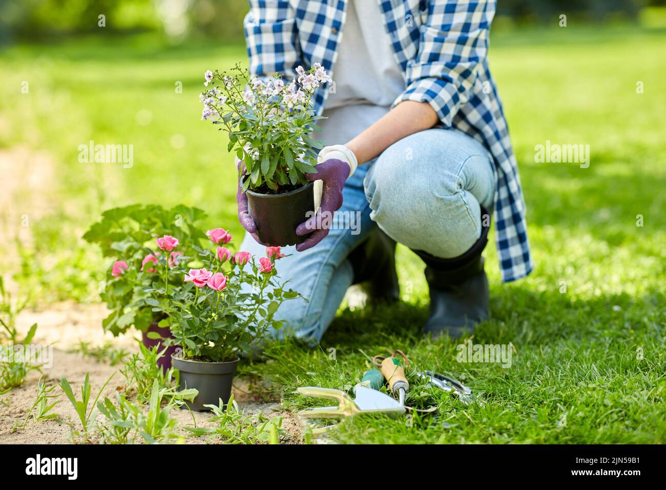 Woman planting beautiful rose hi-res stock photography and images - Alamy