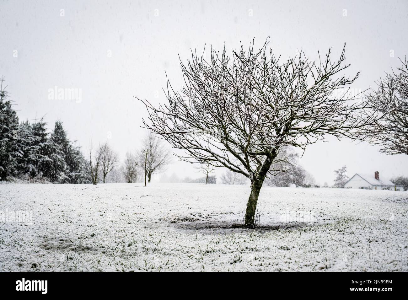 Snow falling and covering trees at Mount Somers, Canterbury Stock Photo ...