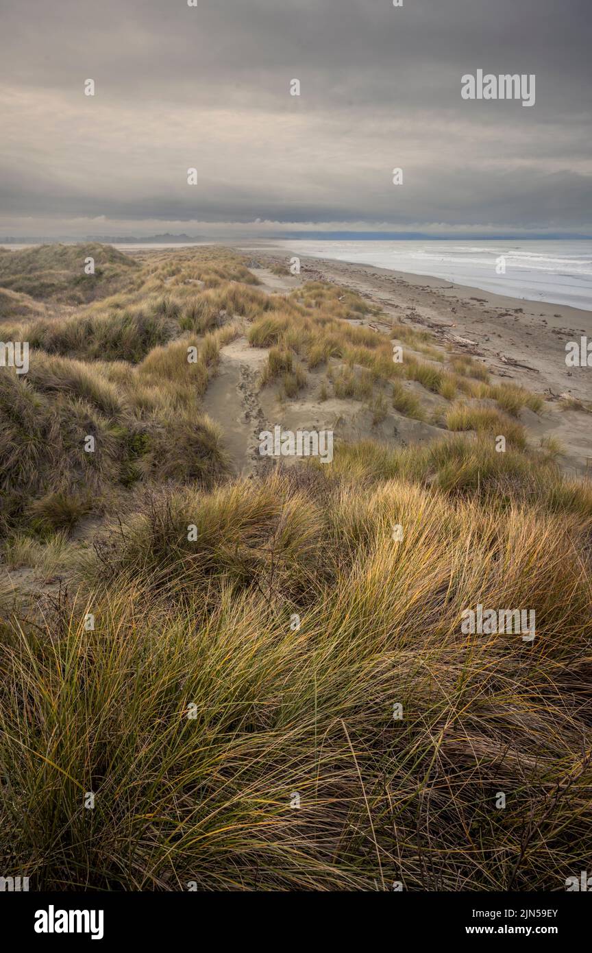 Coastal scene with golden tussock covering sand dunes on ocean shore ...