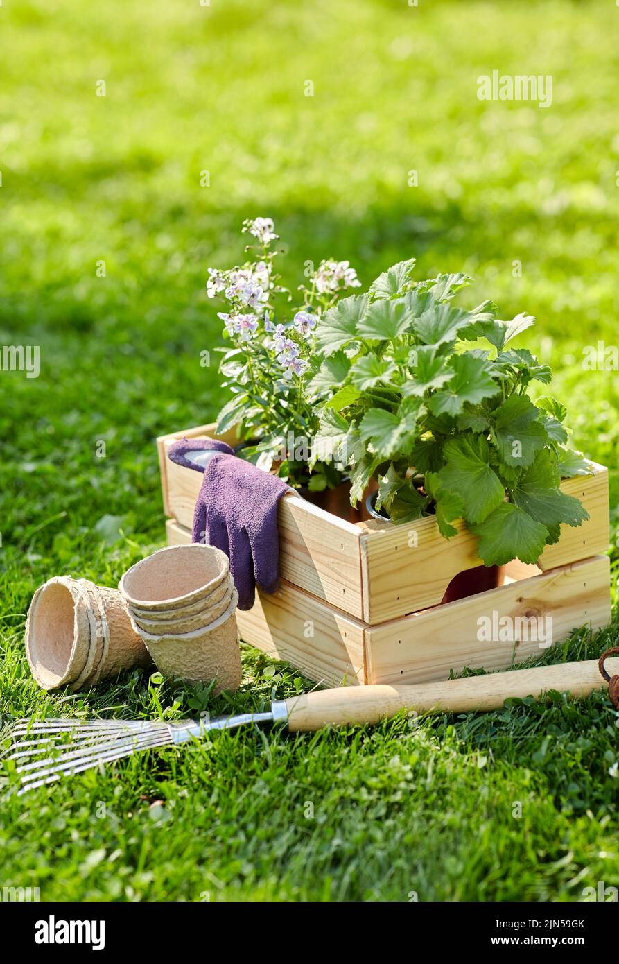 garden tools and flowers in wooden box at summer Stock Photo - Alamy