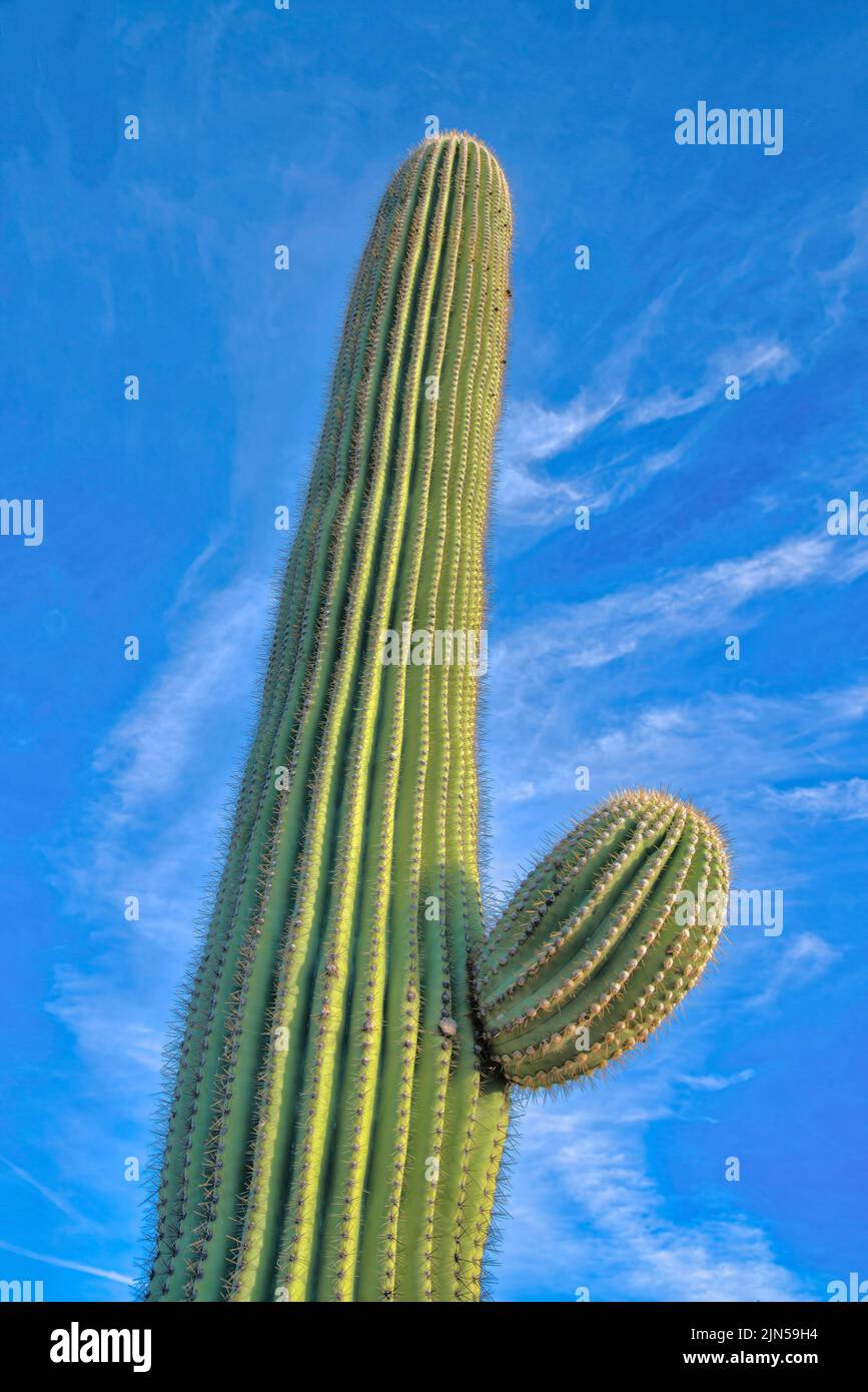 View of saguaro cactus from below in Tucson, Arizona. Low angle view of ...