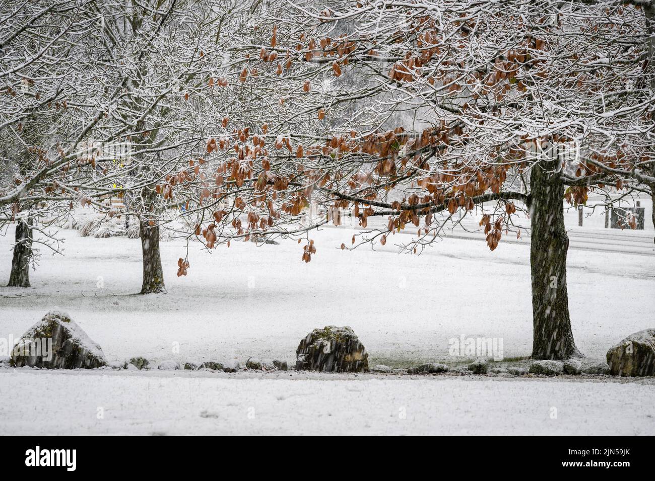 Heavy snow falling on trees with orange leaves. Canterbury Stock Photo ...
