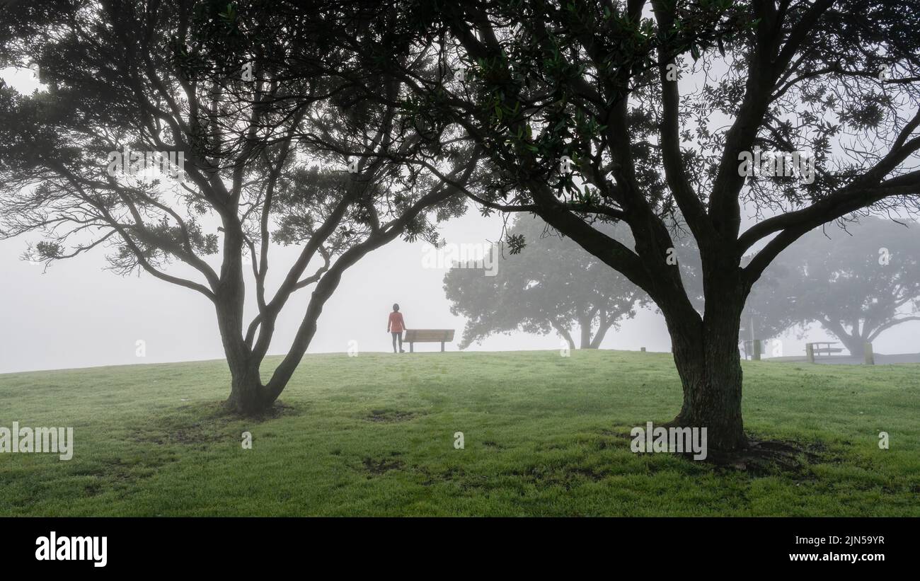 Woman standing by a bench in the fog among Pohutukawa trees. Milford ...